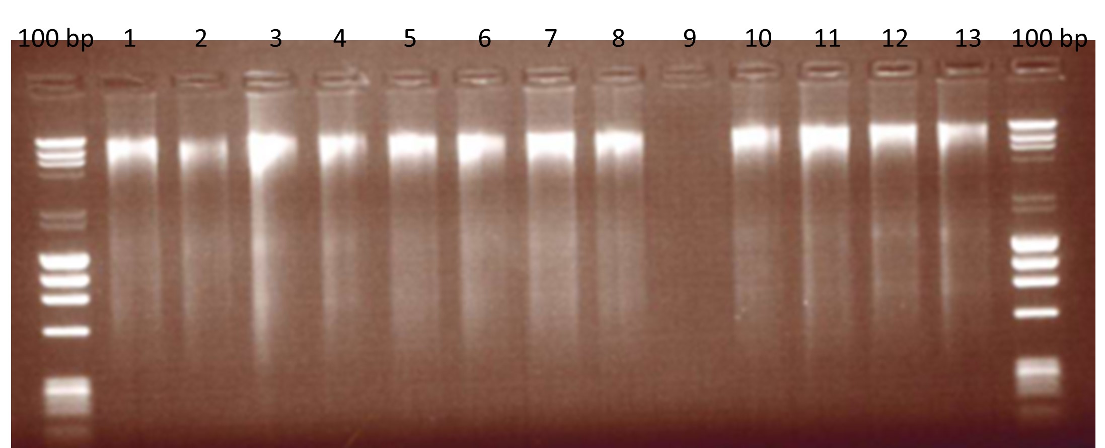Inter-laboratory collaborative trial of real-time PCR method phase 1: internal validation | Food ...